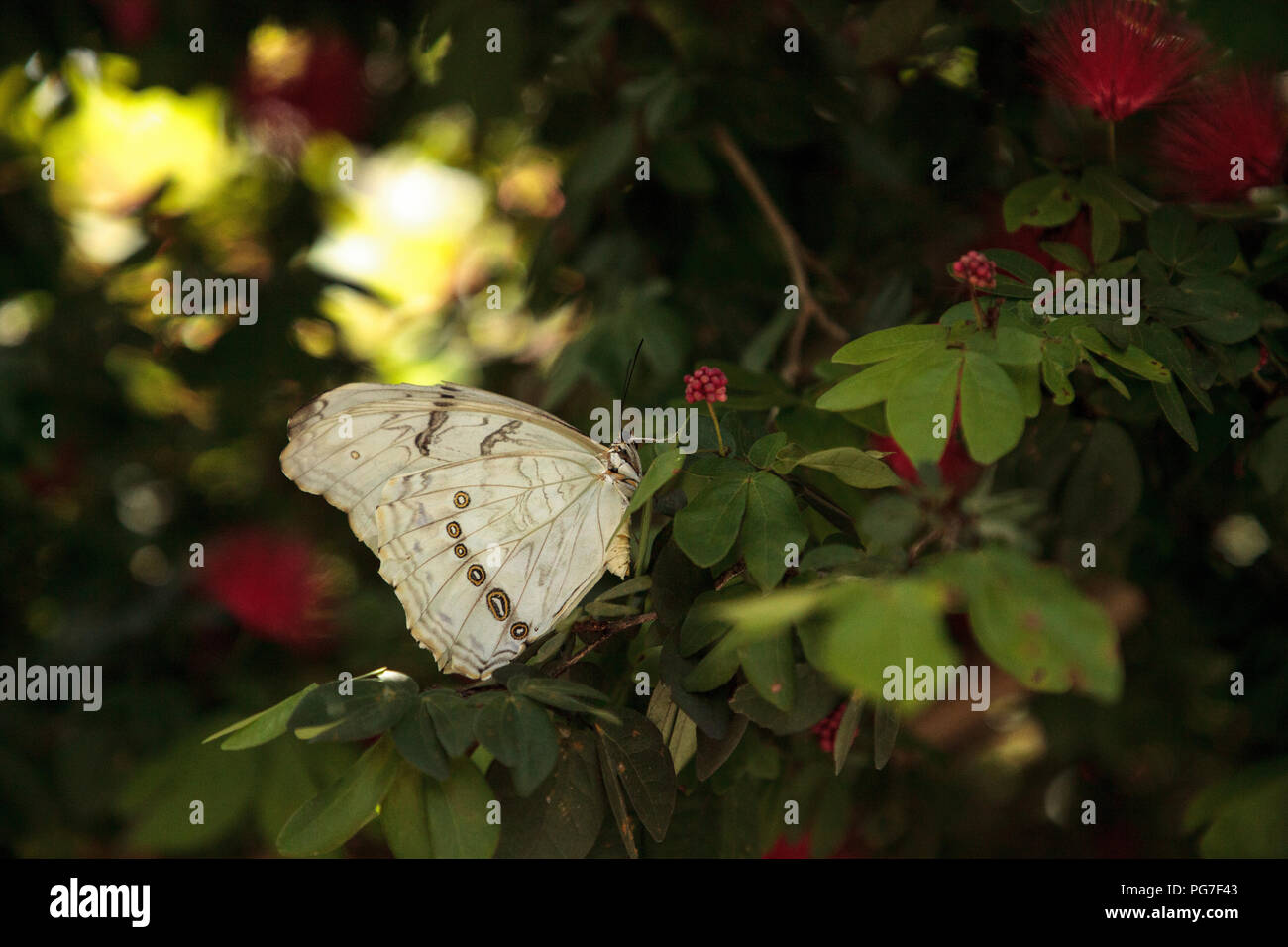 White morpho butterfly Morpho polyphemus perches on a tree in a garden ...