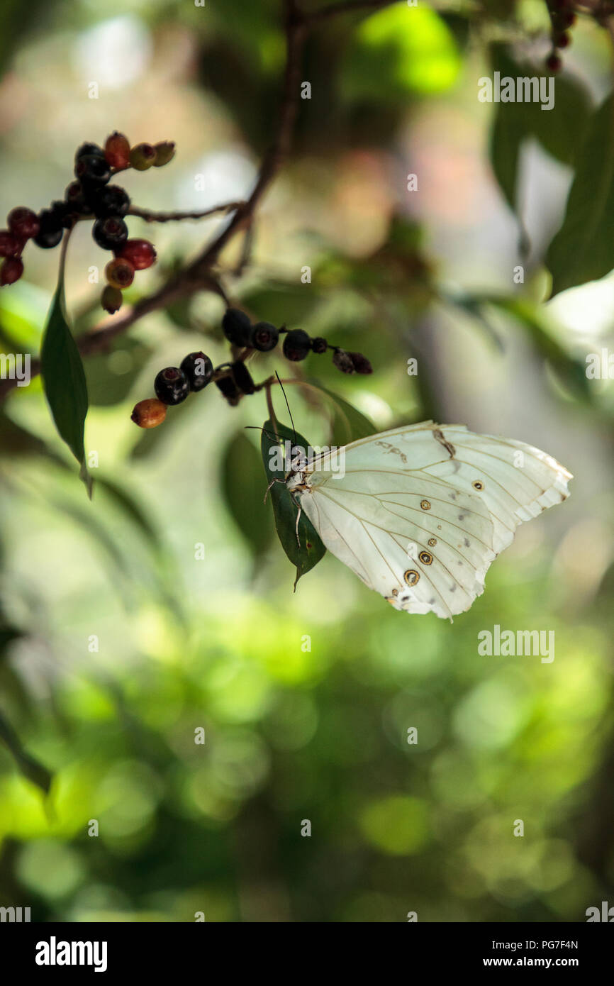 White morpho butterfly Morpho polyphemus perches on a tree in a garden ...
