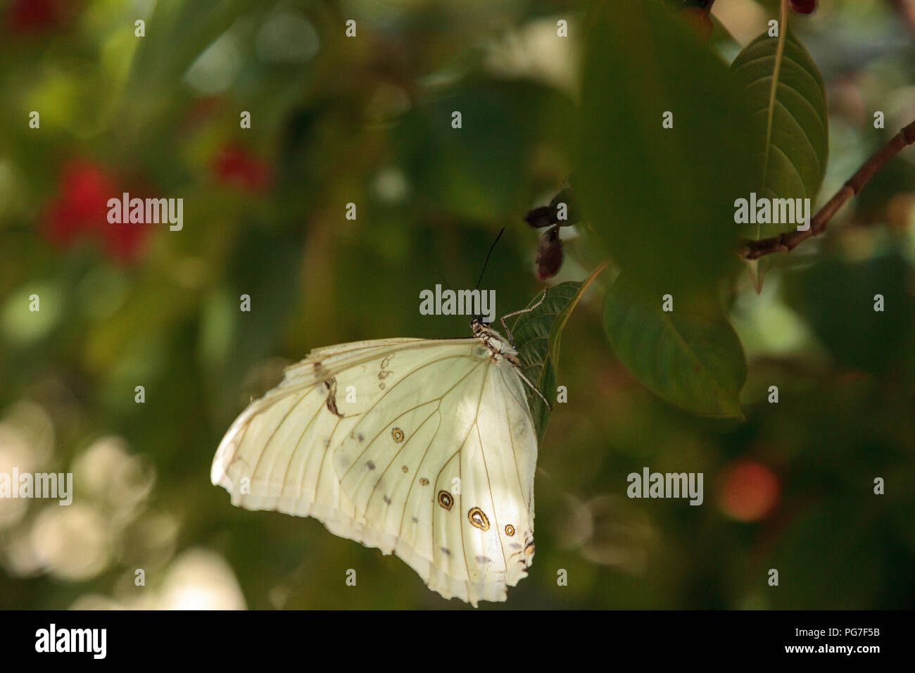 White morpho butterfly Morpho polyphemus perches on a tree in a garden ...
