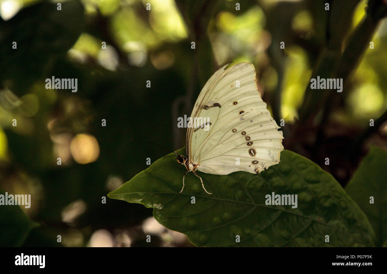 White morpho butterfly Morpho polyphemus perches on a tree in a garden ...