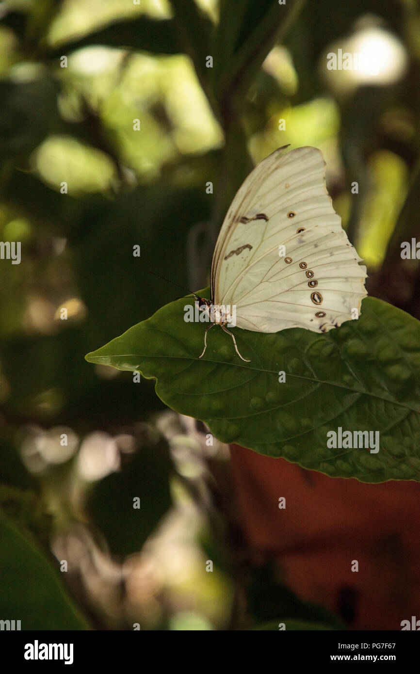 White morpho butterfly Morpho polyphemus perches on a tree in a garden ...