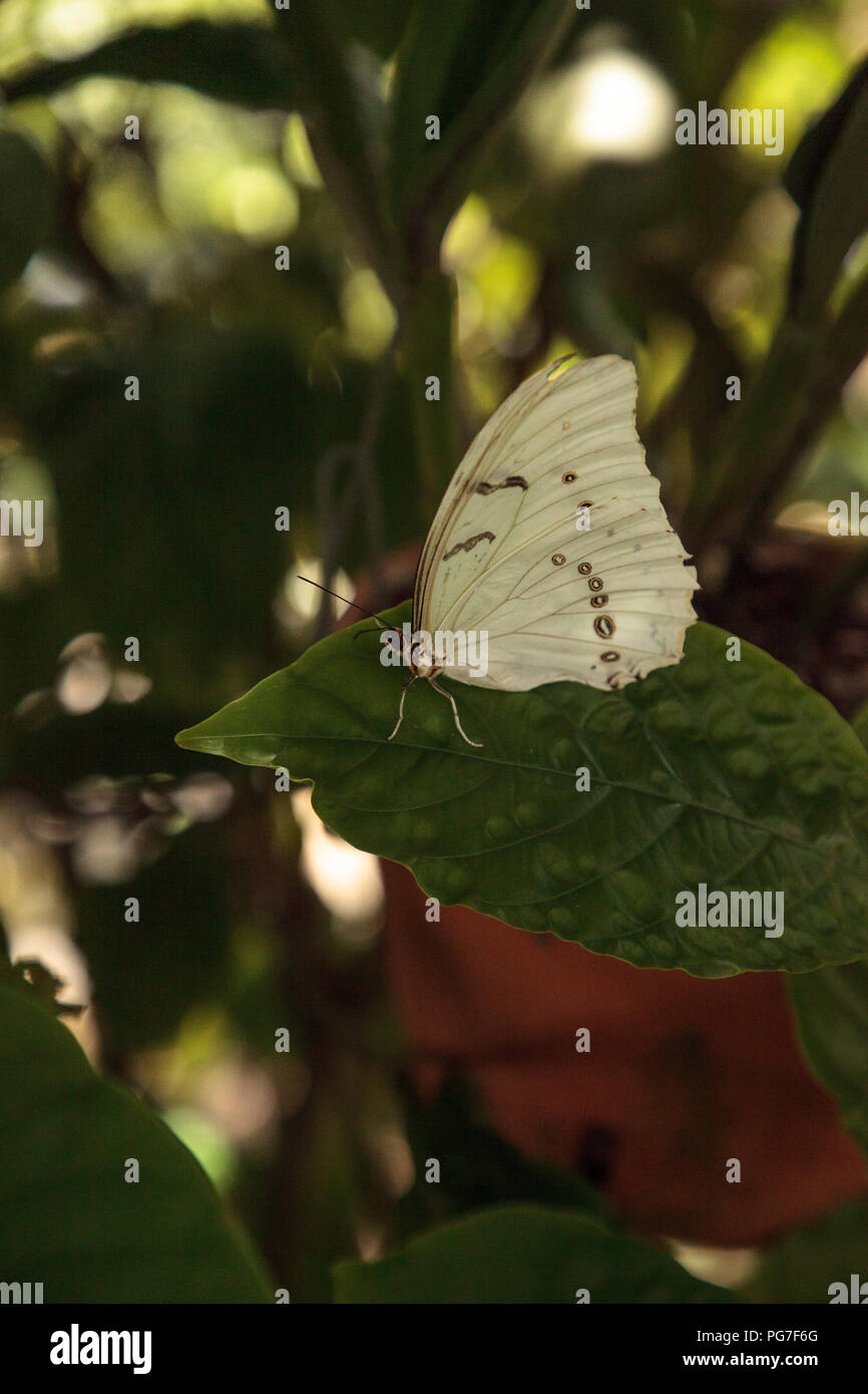 White morpho butterfly Morpho polyphemus perches on a tree in a garden ...