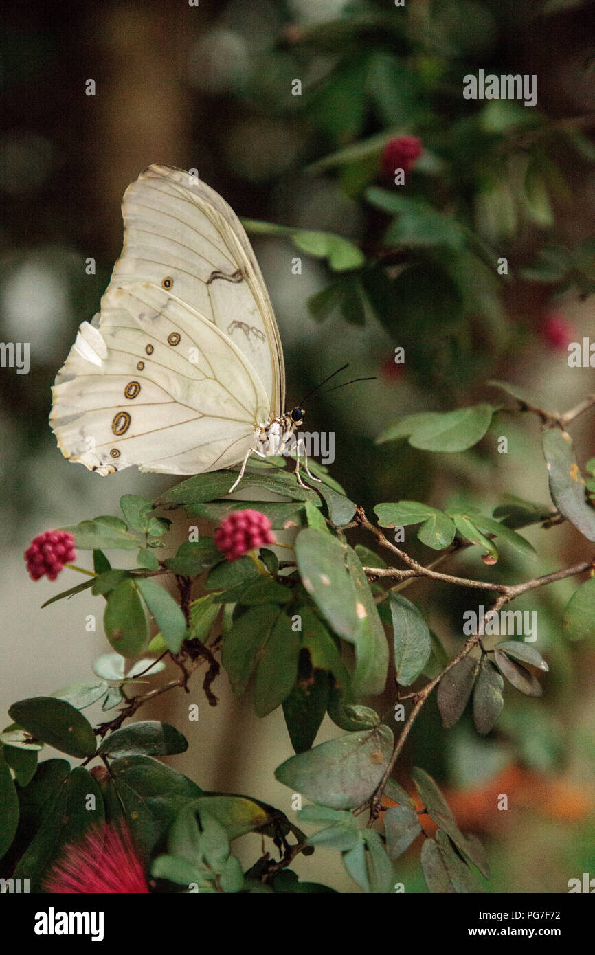 White morpho butterfly Morpho polyphemus perches on a tree in a garden ...