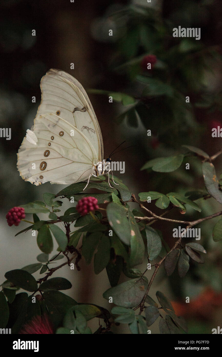 White morpho butterfly Morpho polyphemus perches on a tree in a garden ...