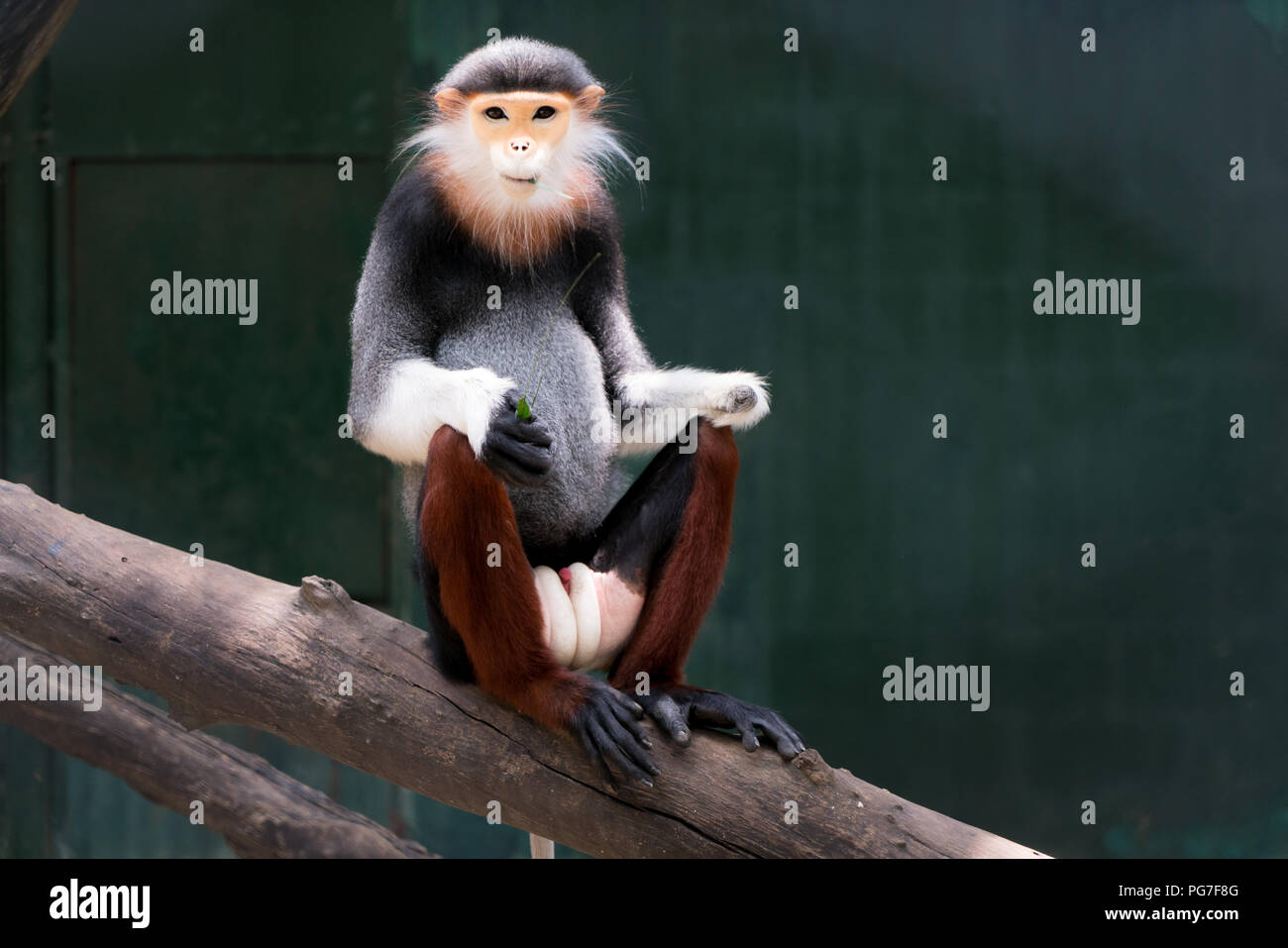 One Red-shanked douc eating leaf,monkey,animal, wildlife,Pygathrix ...