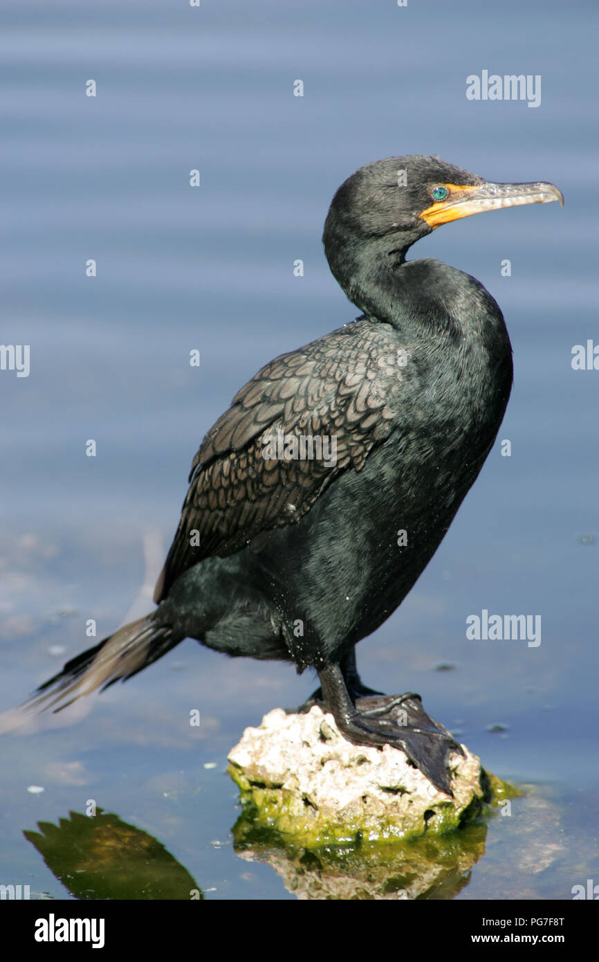 Comorant hi-res stock photography and images - Alamy