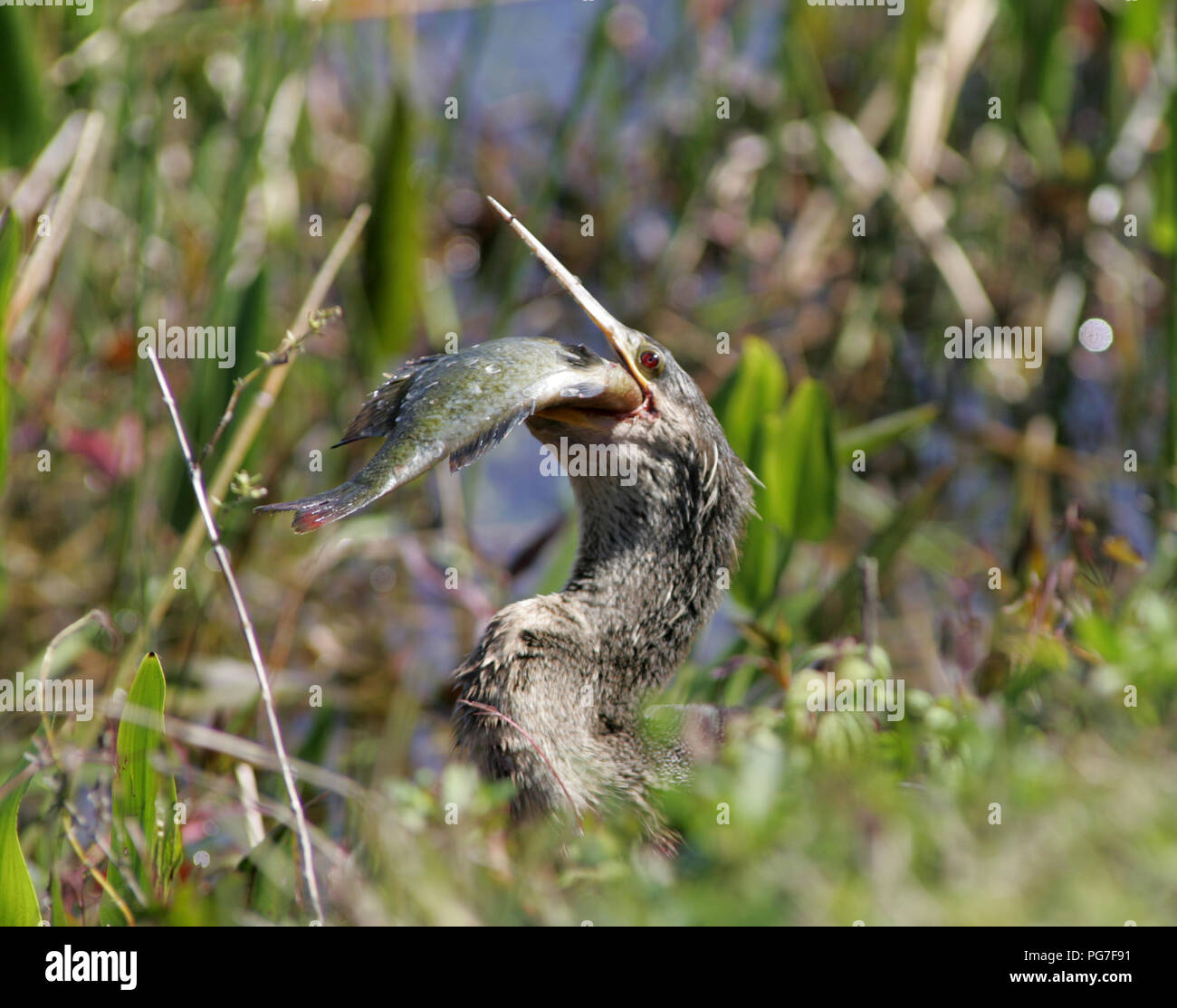 Anhinga eating fish Stock Photo - Alamy