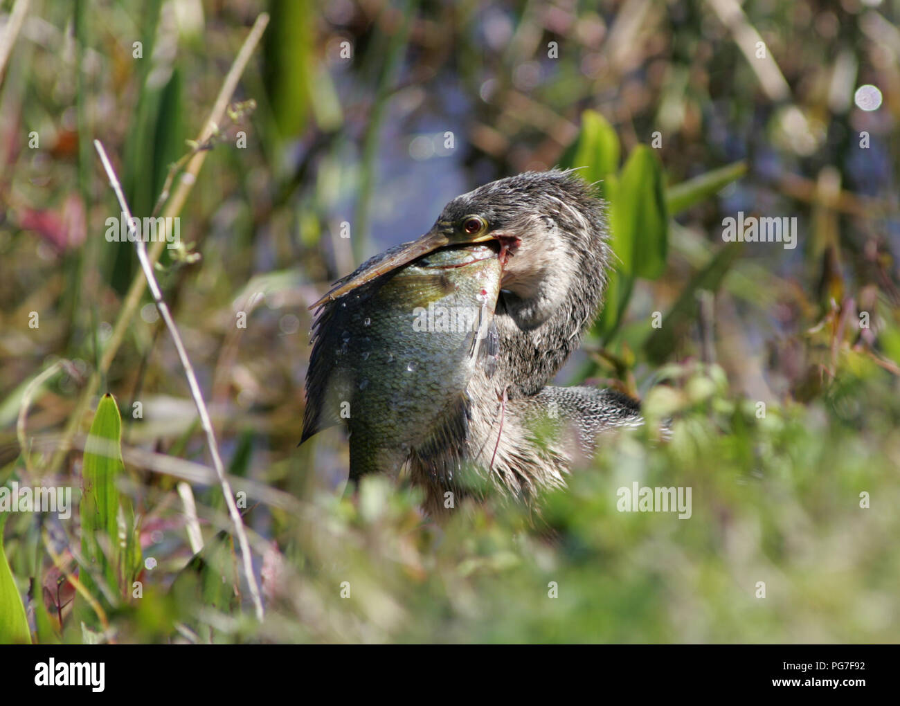 Anhinga eating fish Stock Photo - Alamy