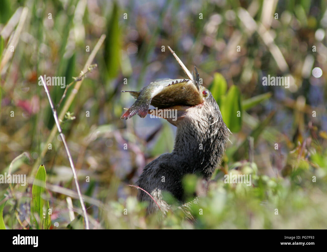 Anhinga eating hi-res stock photography and images - Alamy
