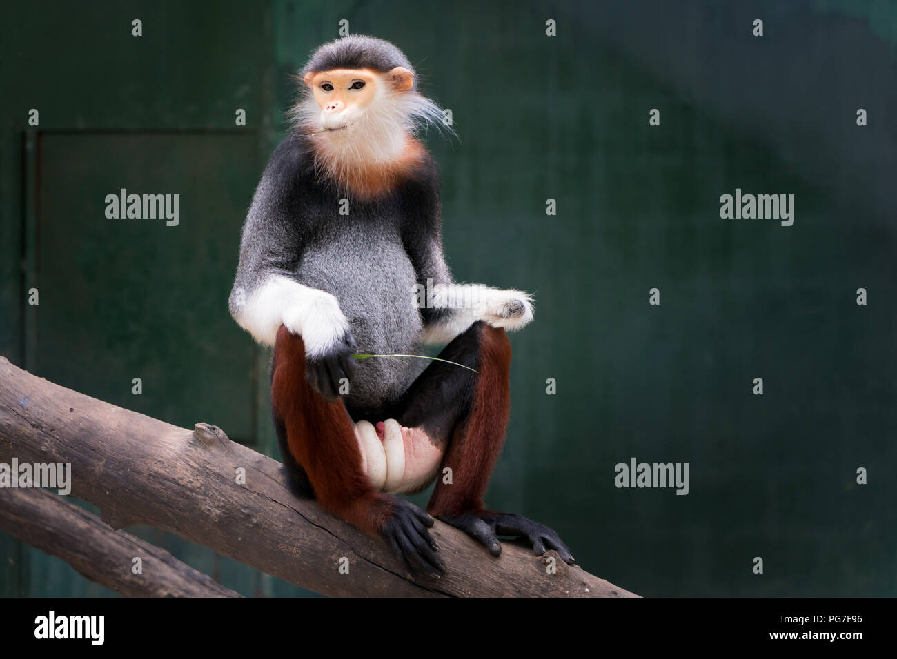 One Red-shanked douc eating leaf,monkey,animal, wildlife,Pygathrix ...