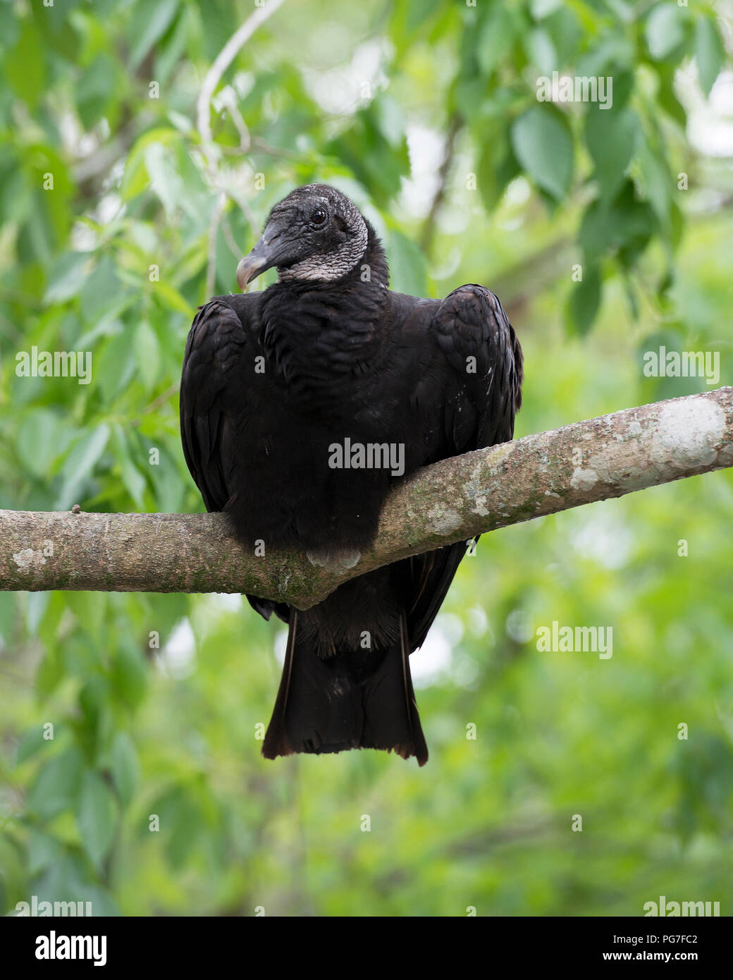 Black Vulture perch on a branch enjoying it's environment Stock Photo ...