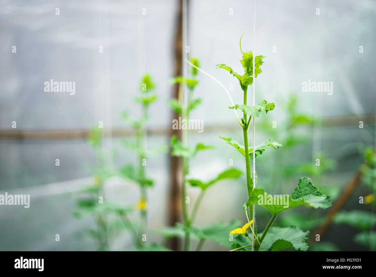Melon tree Growing In the greenhouse Stock Photo - Alamy