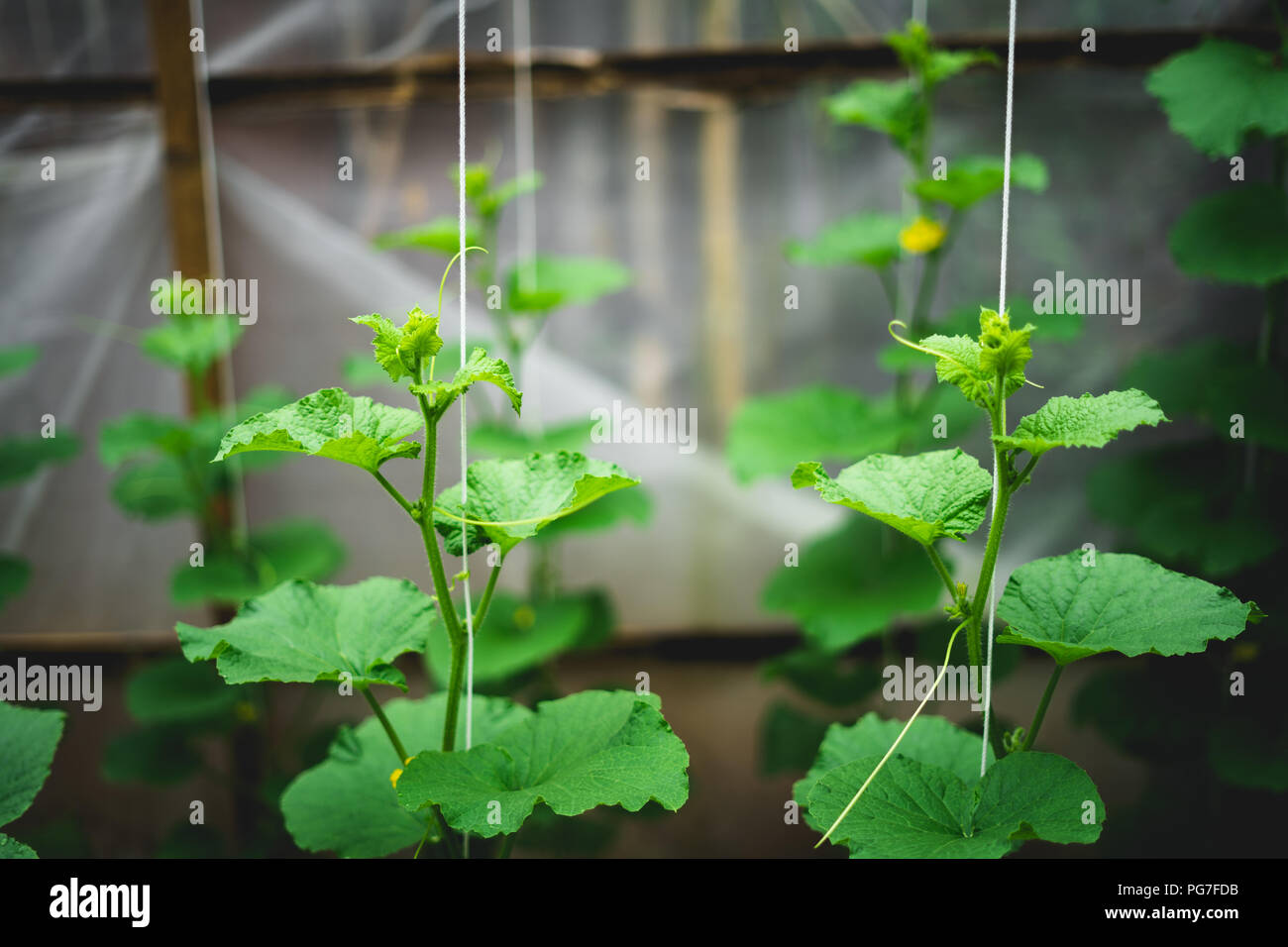Melon tree Growing In the greenhouse Stock Photo - Alamy