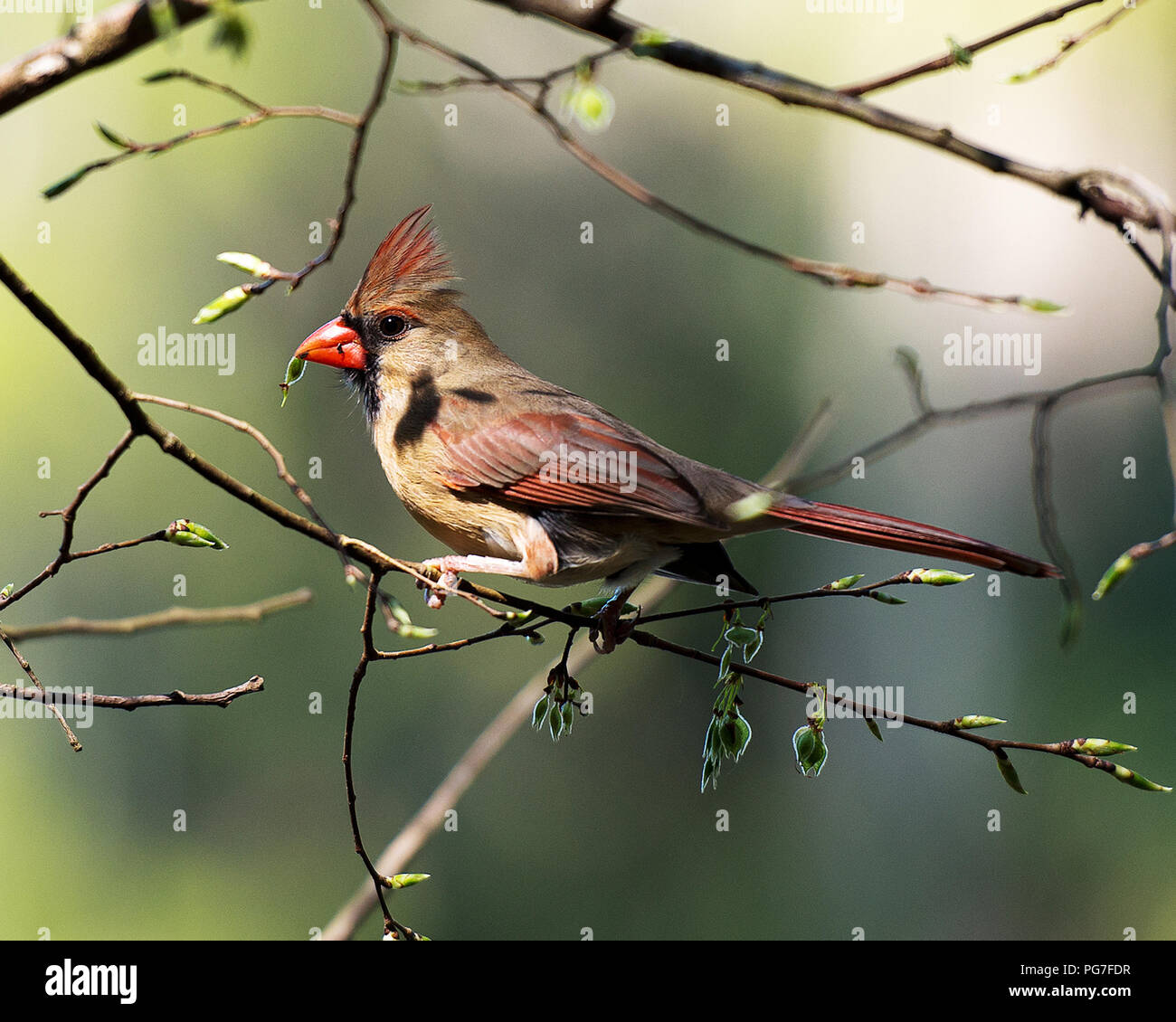 Female red cardinal hi-res stock photography and images - Alamy