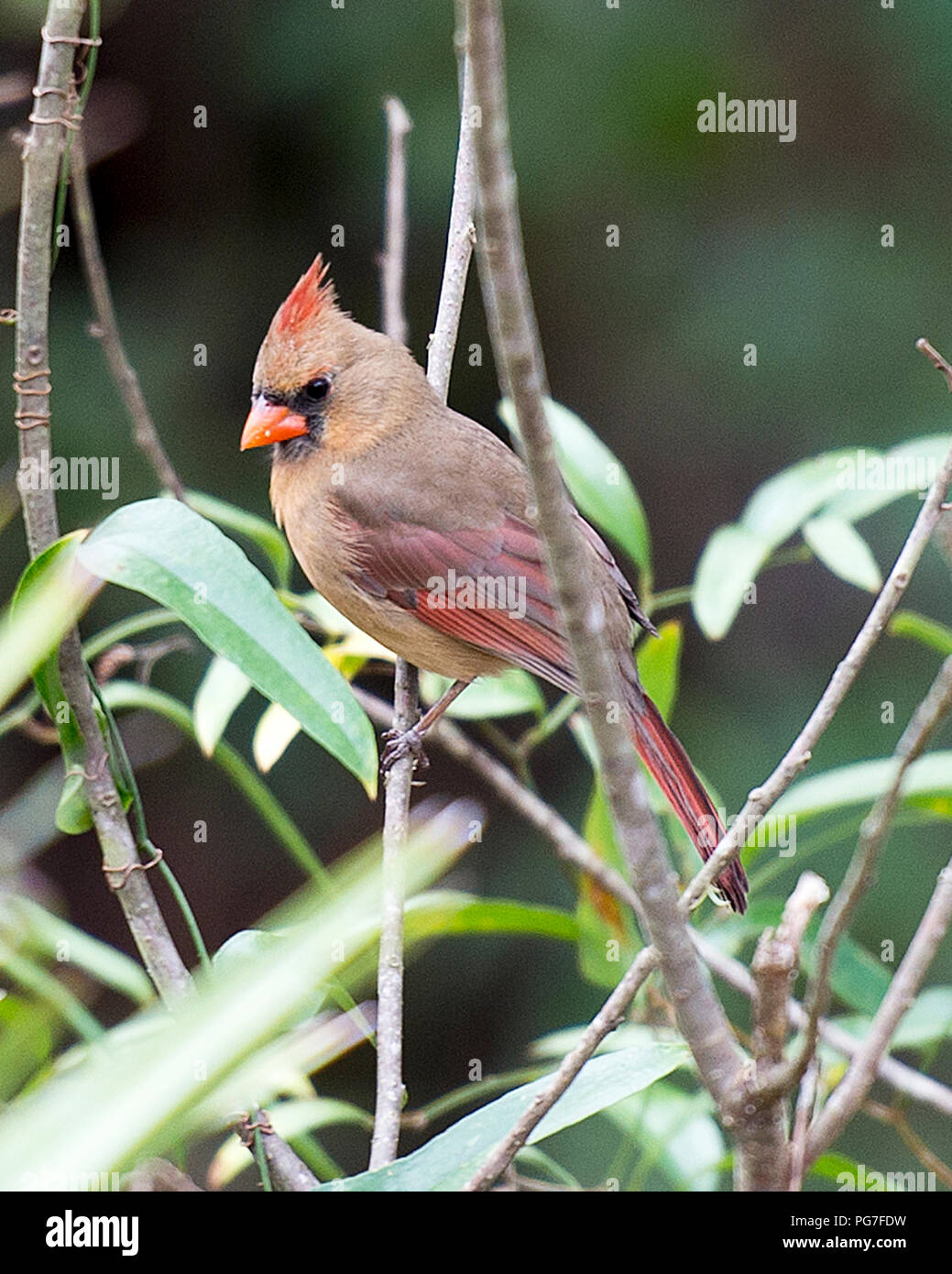 Female cardinal bird hi-res stock photography and images - Alamy