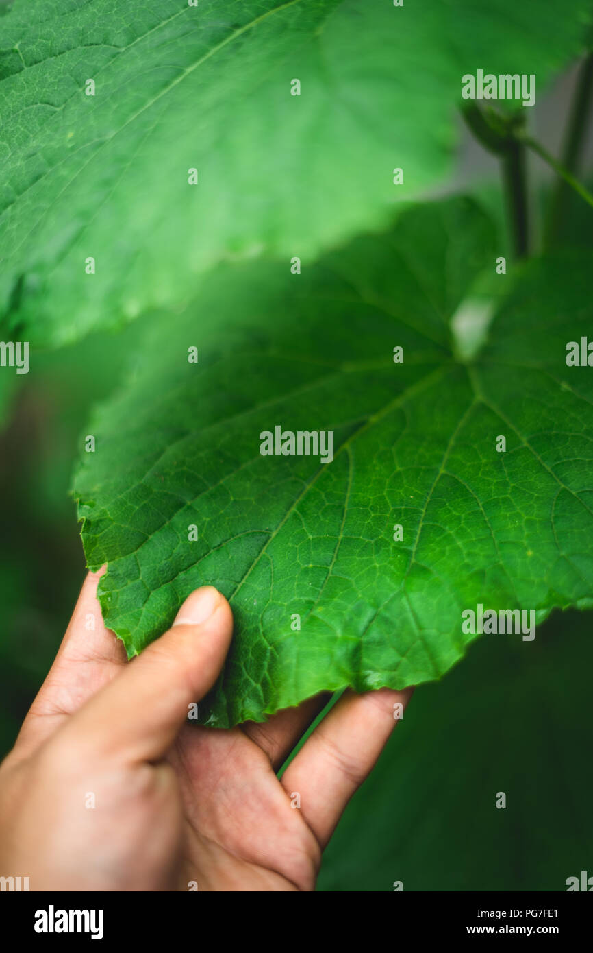 Melon tree Growing In the greenhouse Stock Photo - Alamy
