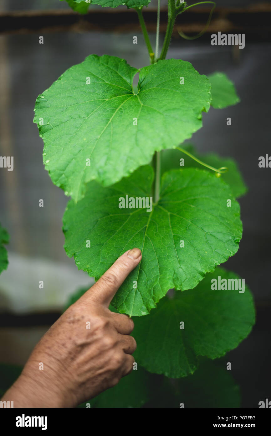 Melon tree Growing In the greenhouse Stock Photo - Alamy