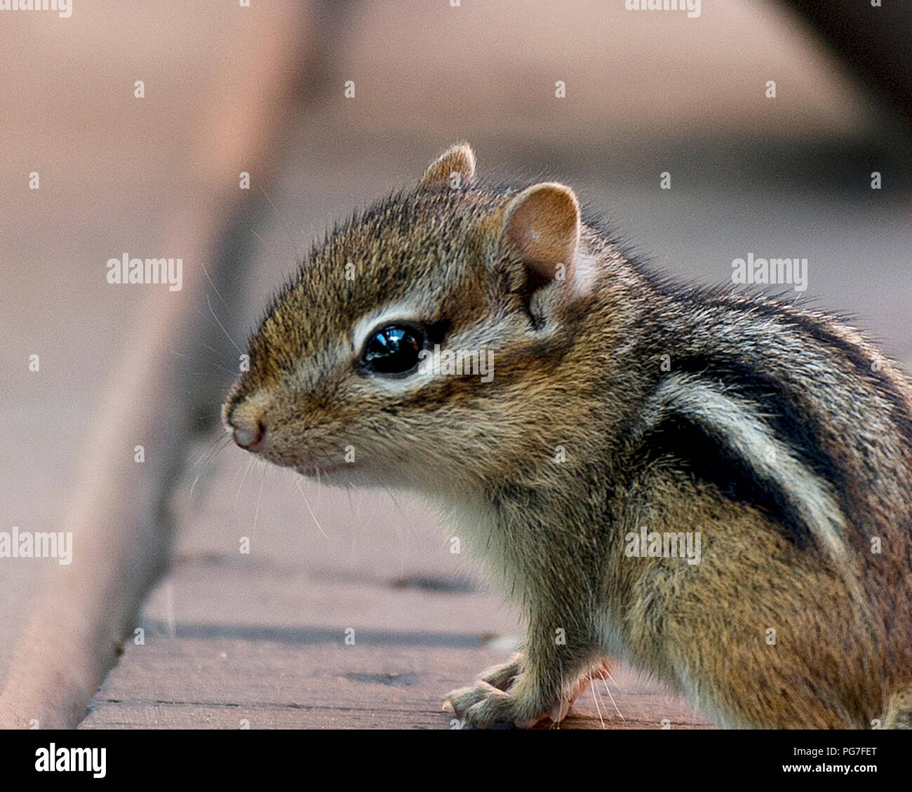 Chipmunk animal babiy displaying brown fur, head, eye, nose, ears, paws ...