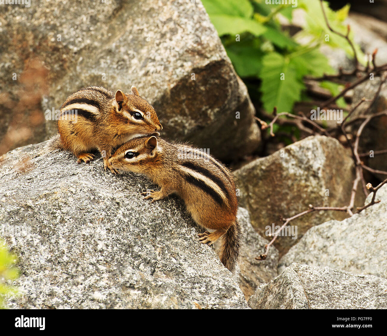 Chipmunk animal couple in the field and exposing their bodies, brown ...