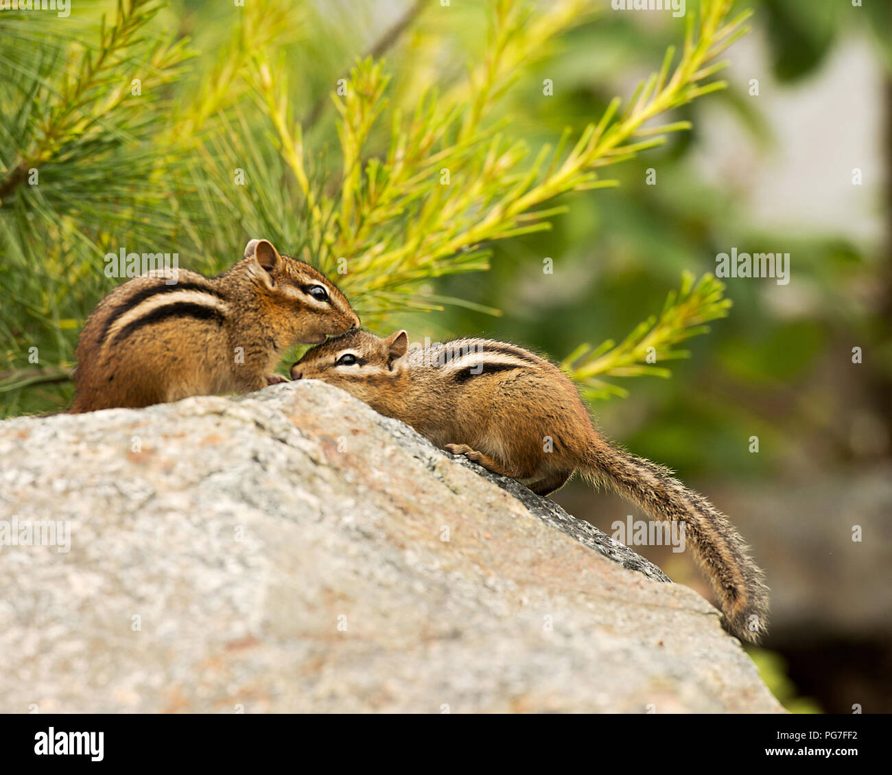 Chipmunk animal couple in the field displaying brown fur, bodies, head ...