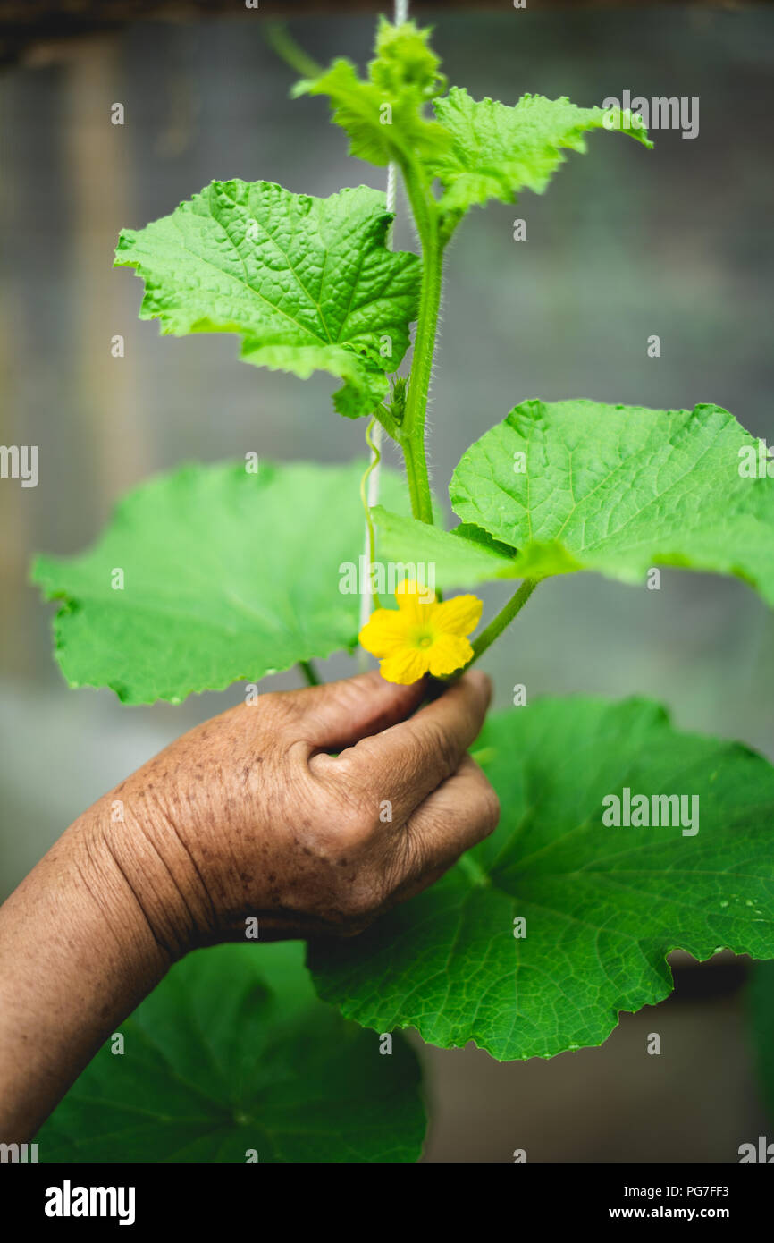 Melon tree Growing In the greenhouse Stock Photo - Alamy