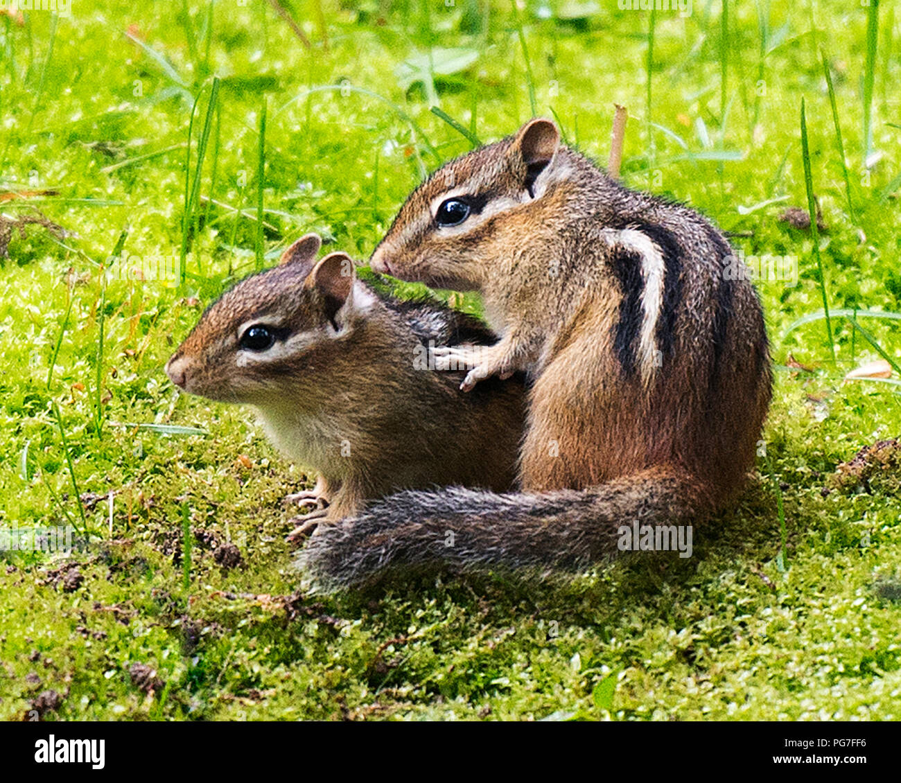 Chipmunk hi-res stock photography and images - Alamy
