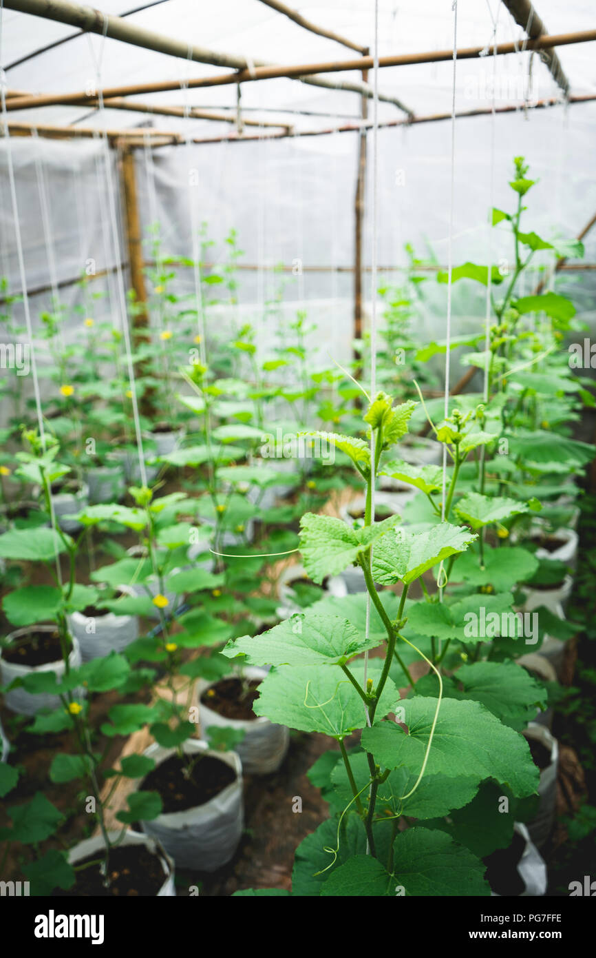 Melon tree Growing In the greenhouse Stock Photo - Alamy