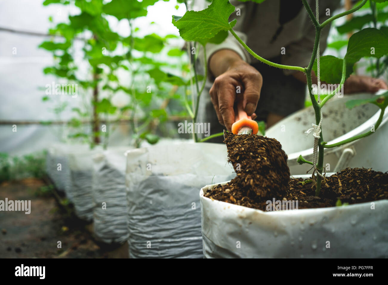 Melon tree Growing In the greenhouse Stock Photo - Alamy