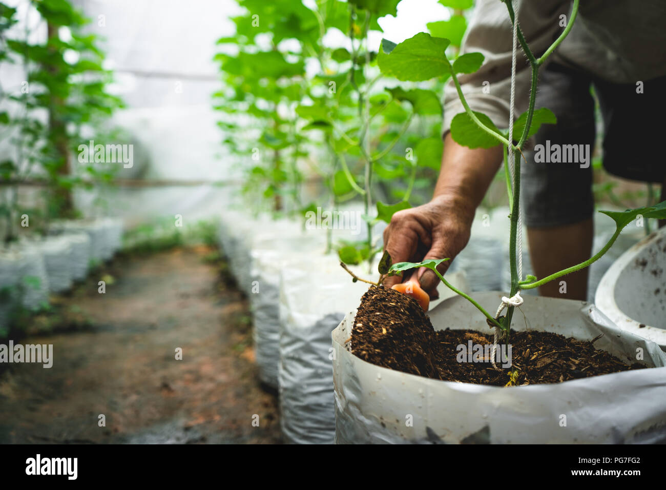 Melon tree Growing In the greenhouse Stock Photo - Alamy
