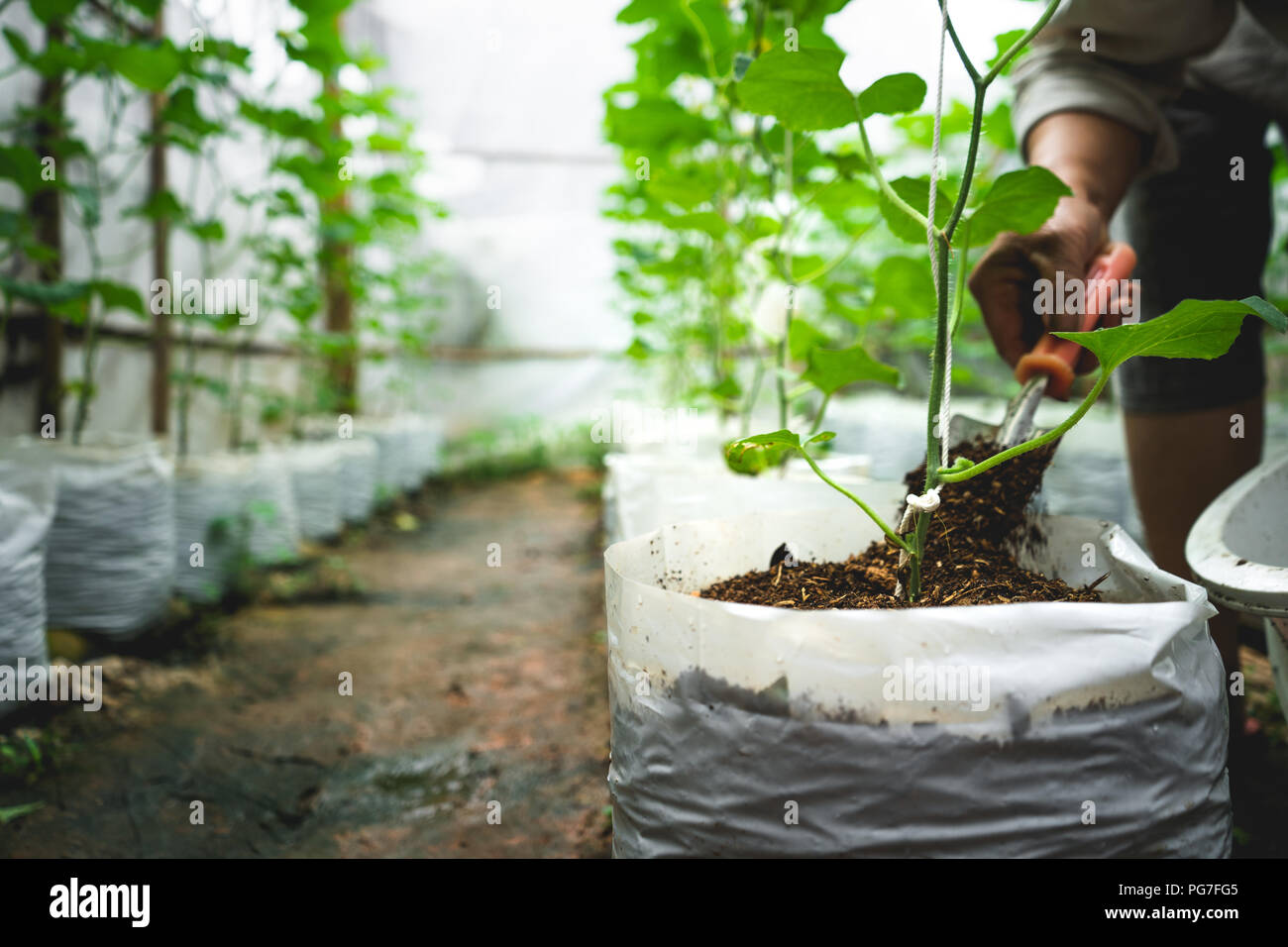 Melon tree Growing In the greenhouse Stock Photo - Alamy