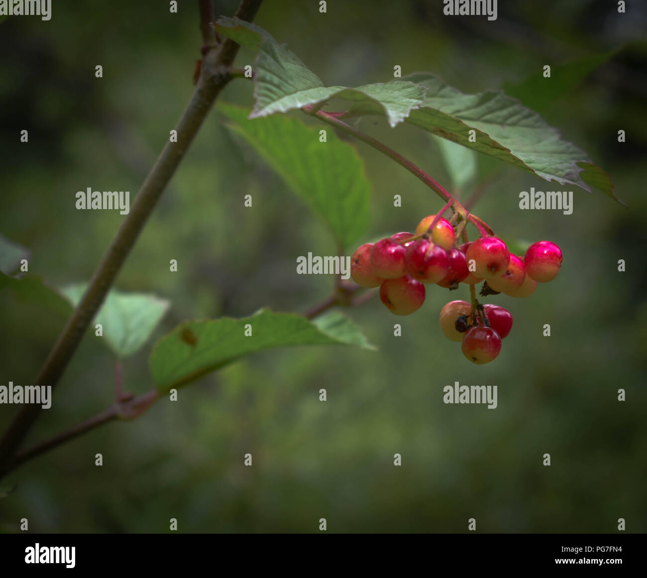 Bush campground hi-res stock photography and images - Alamy