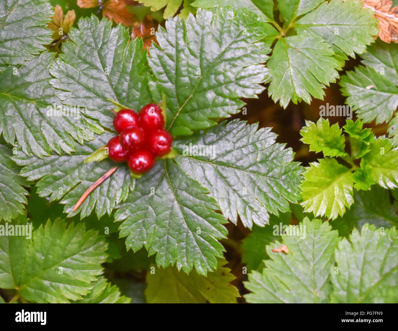 Berry jam berries close hi-res stock photography and images - Alamy