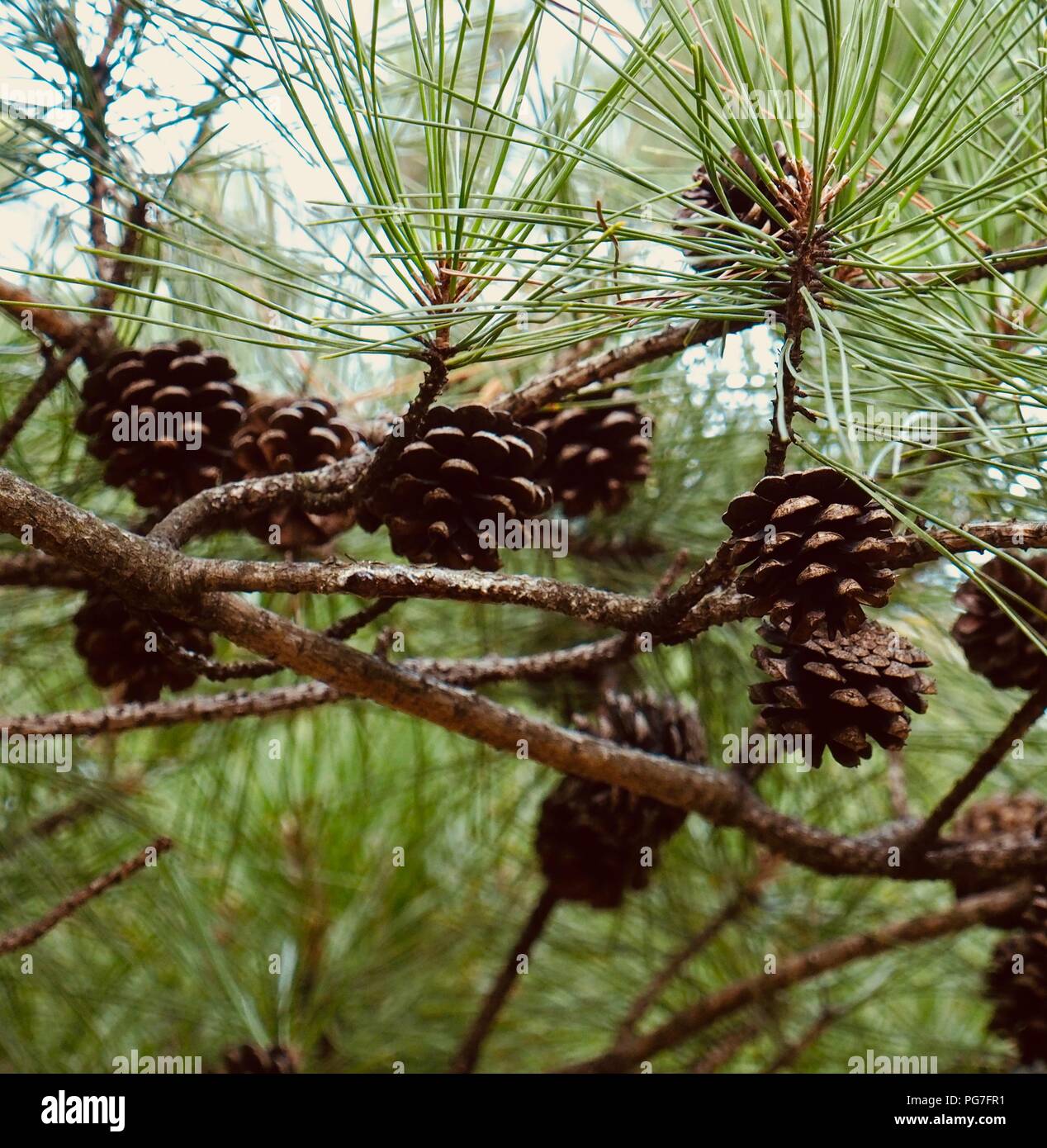 Korea's small pine cones Stock Photo - Alamy