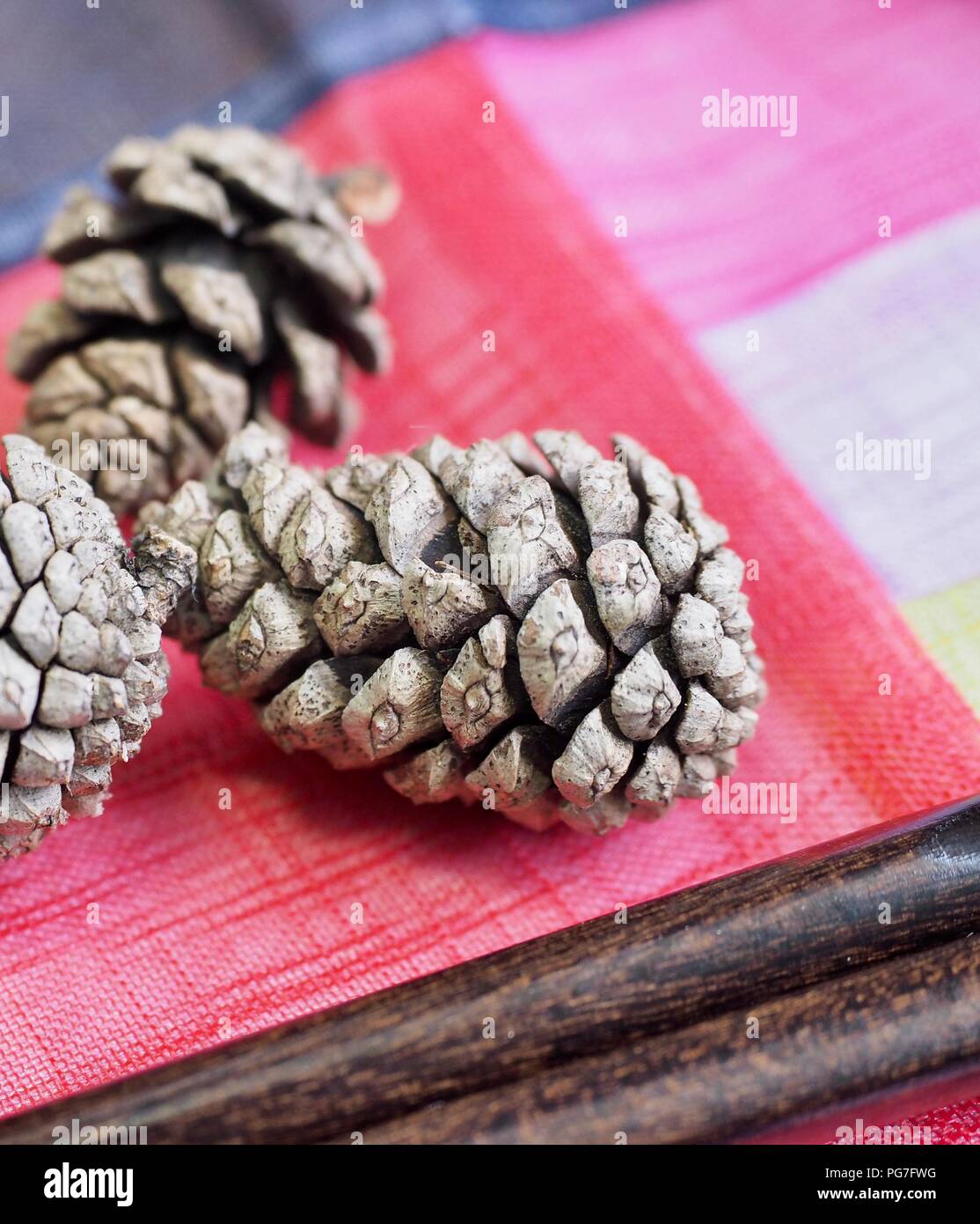 Korea's small pine cones Stock Photo - Alamy