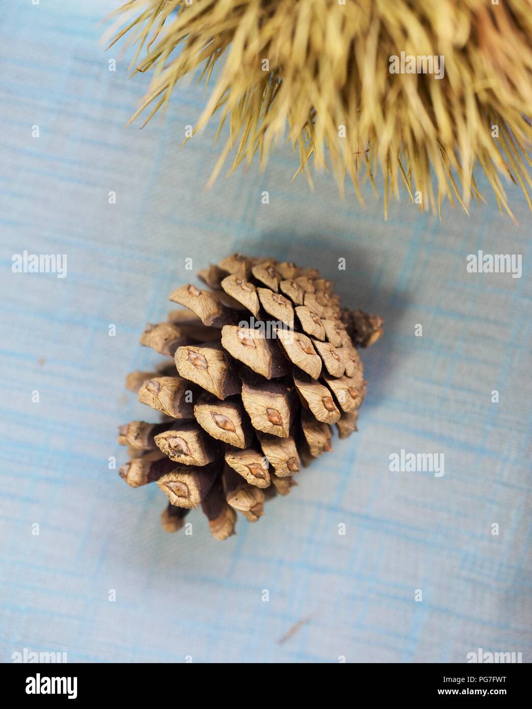 Korea's small pine cones Stock Photo - Alamy