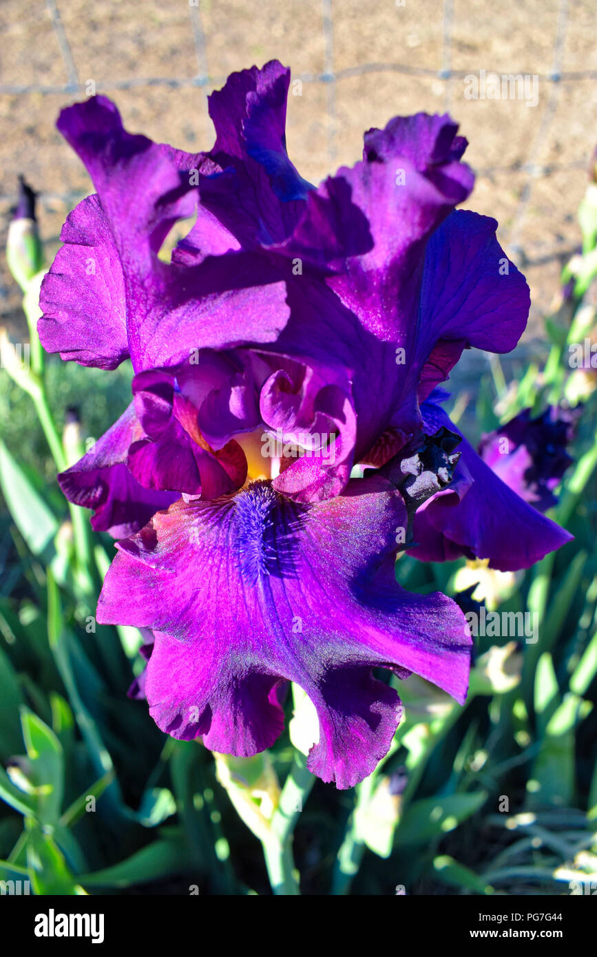 Spring folage hi-res stock photography and images - Alamy