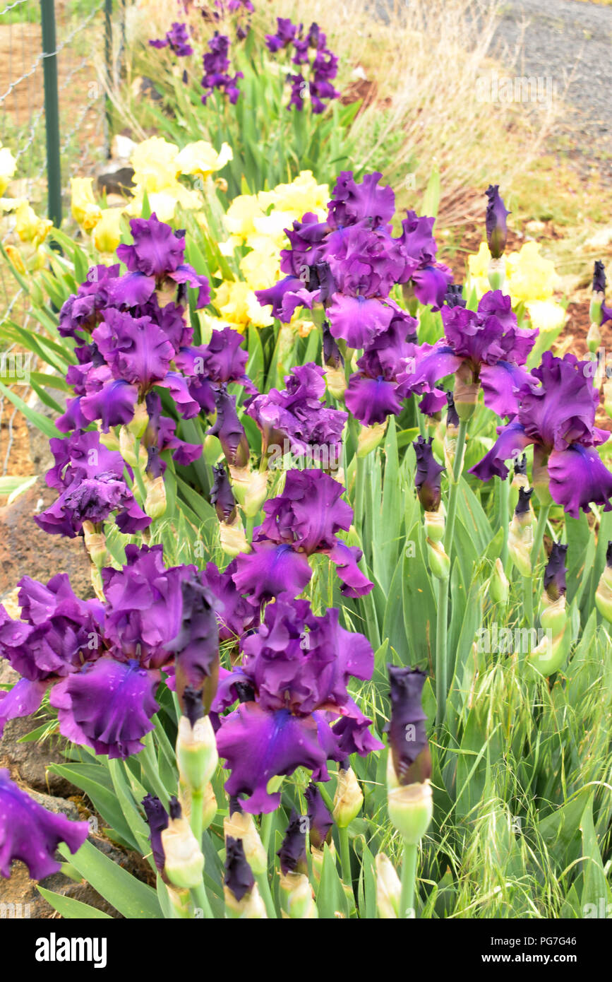 Spring folage hi-res stock photography and images - Alamy