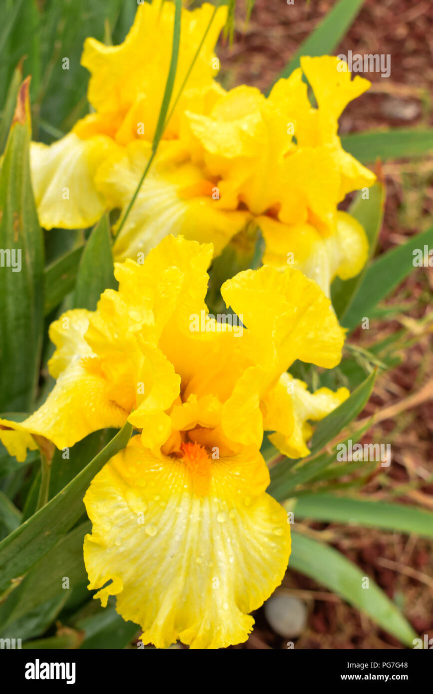 Spring folage hi-res stock photography and images - Alamy