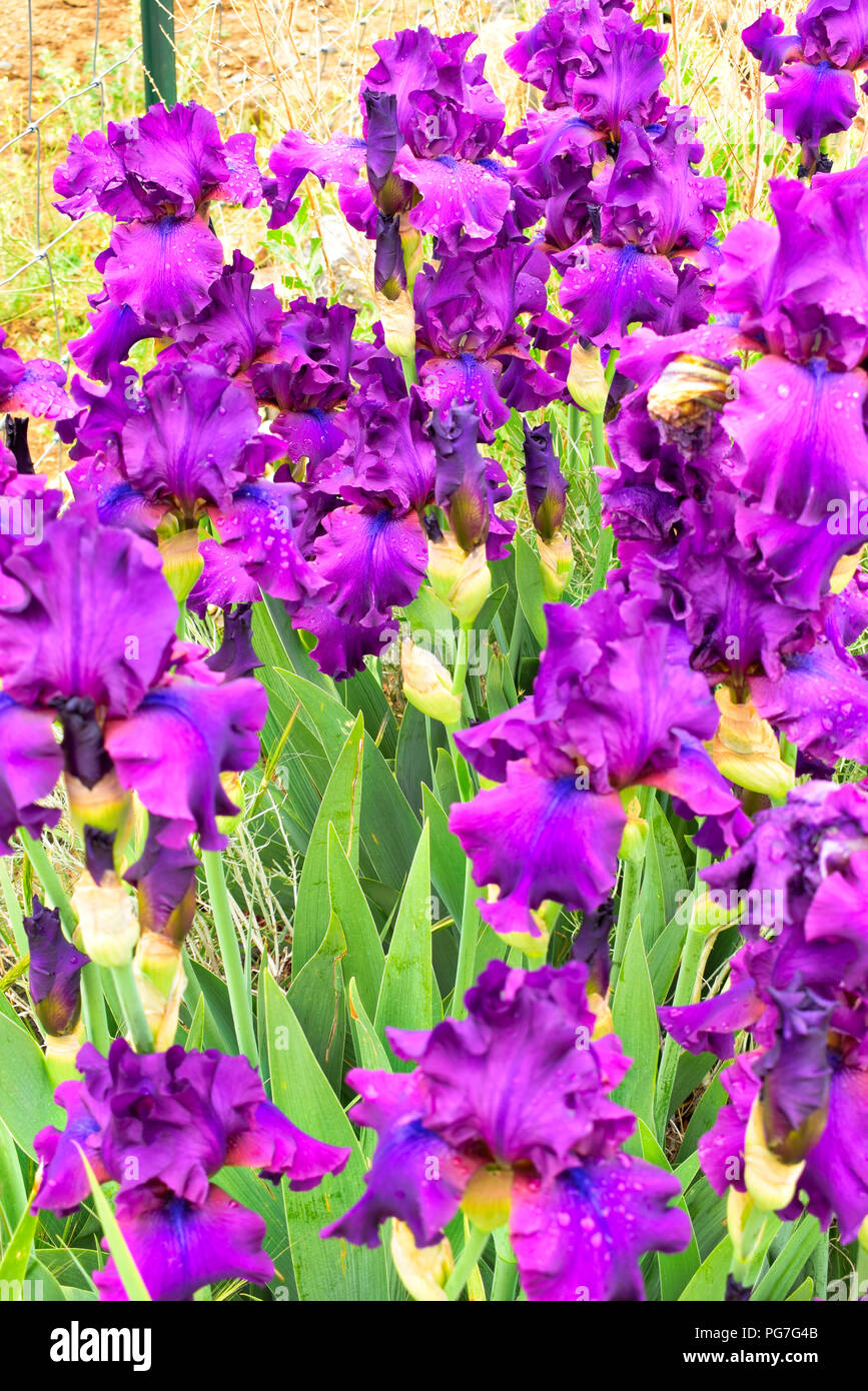 Spring folage hi-res stock photography and images - Alamy