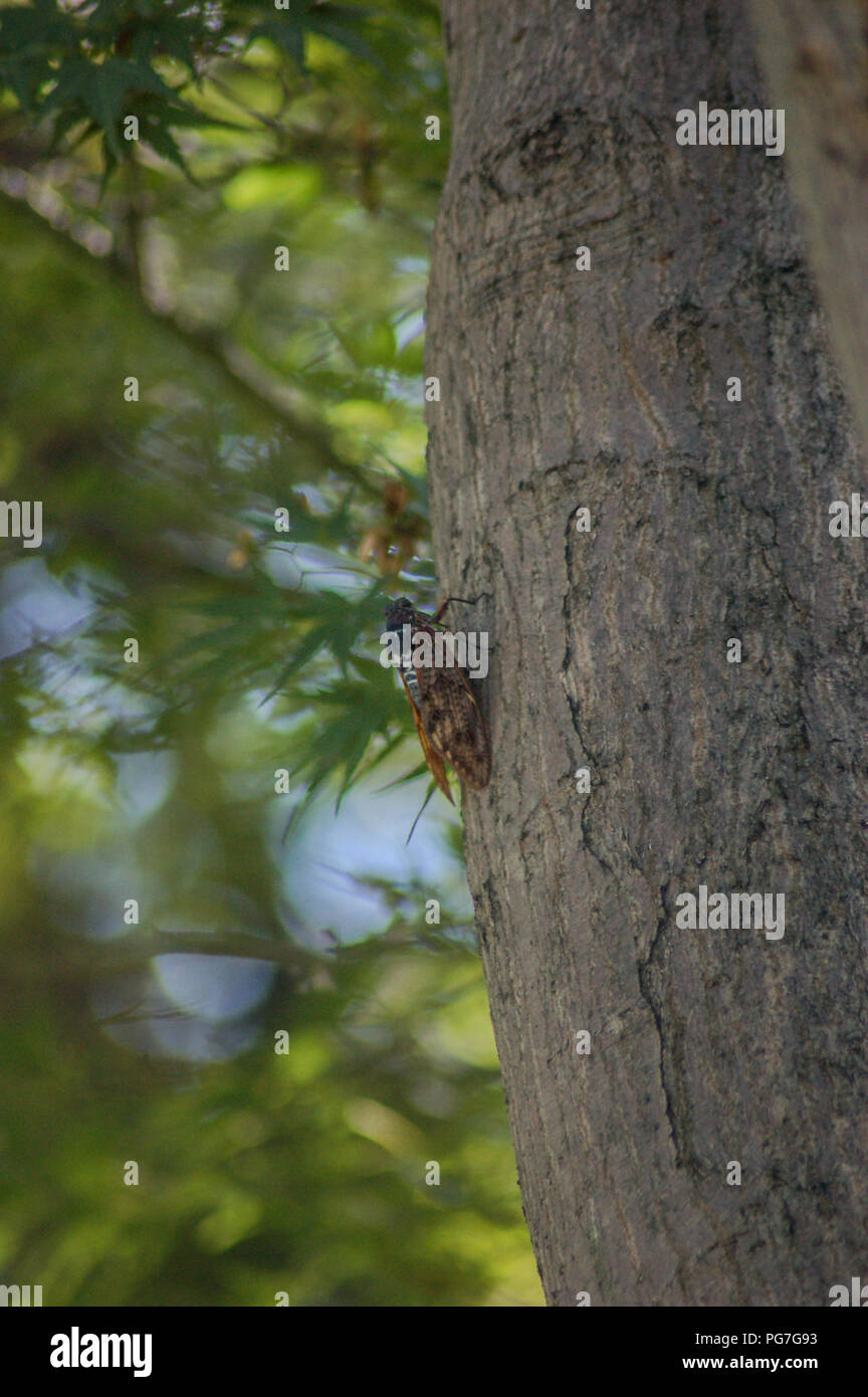 Cicada On A Tree Stock Photo - Alamy