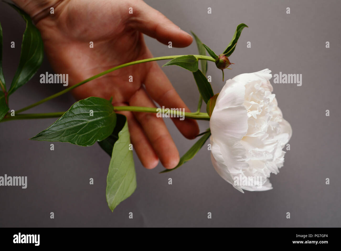 Flowers background with hand Stock Photo - Alamy