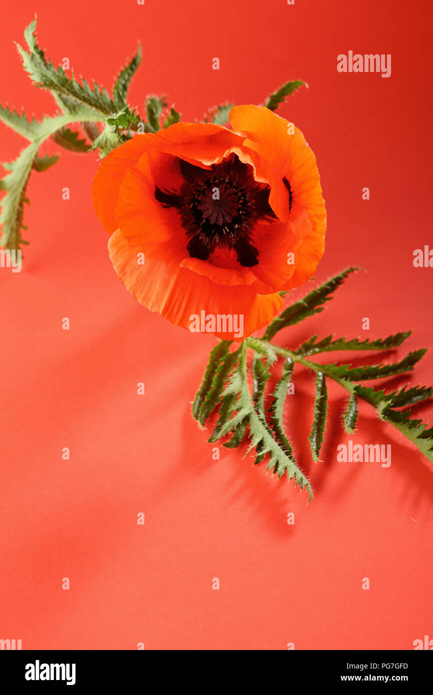 Red flower top view hi-res stock photography and images - Alamy