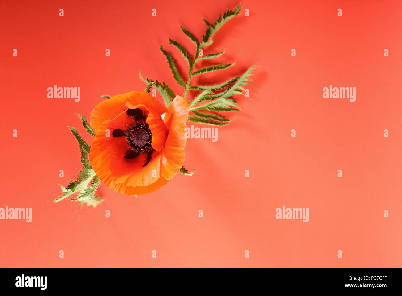 One red poppy flower Stock Photo - Alamy