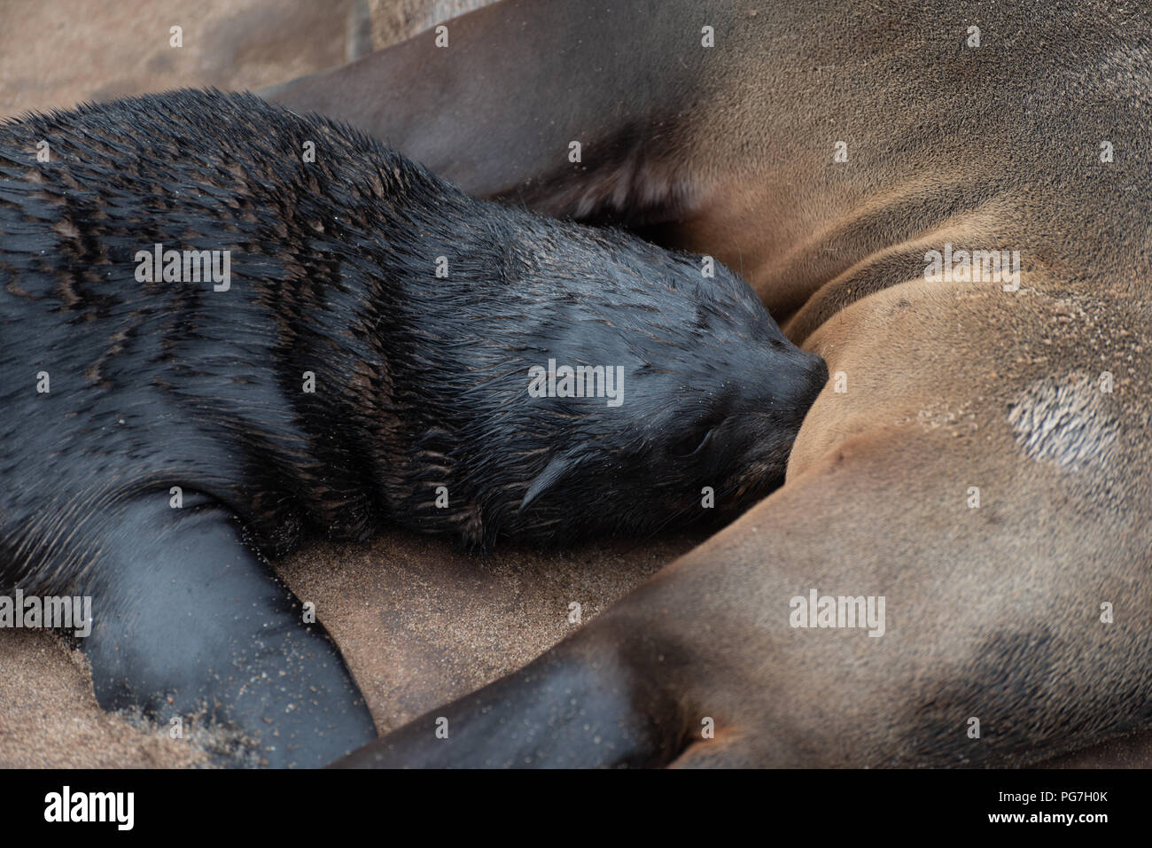 Baby White Seals Cuddling