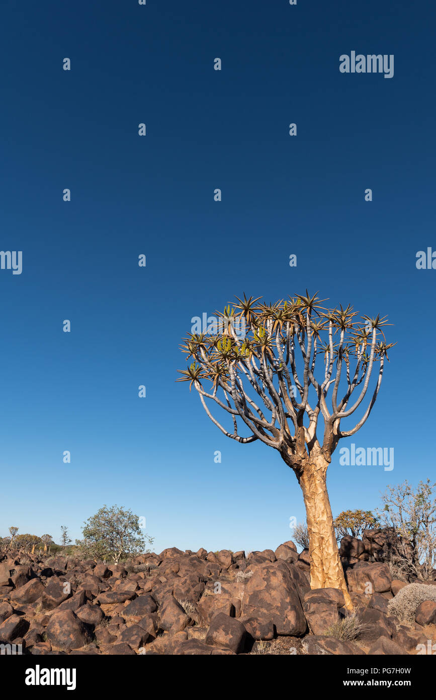 Bark of a quiver tree hi-res stock photography and images - Alamy