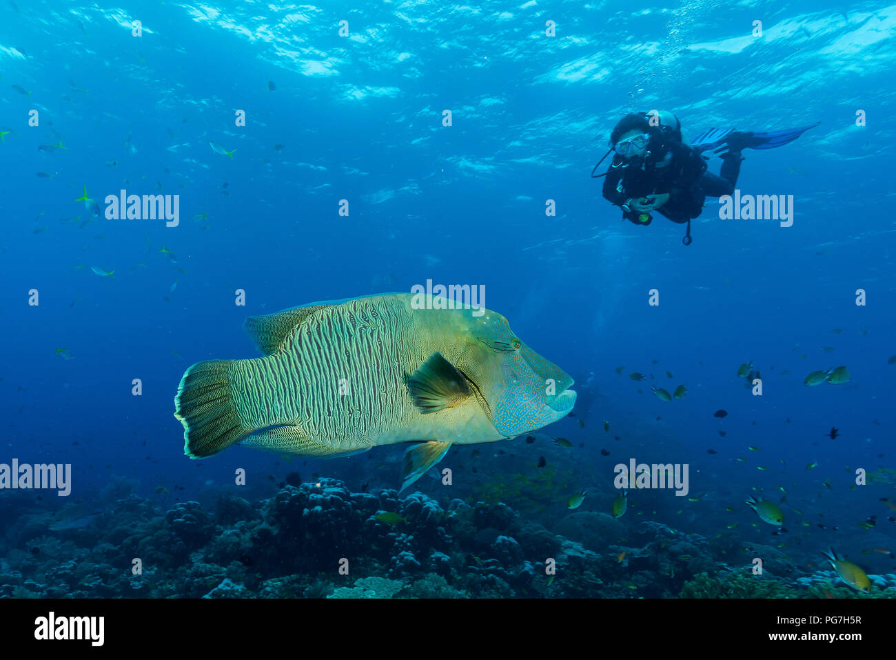 Humphead wrasse fish hi-res stock photography and images - Alamy