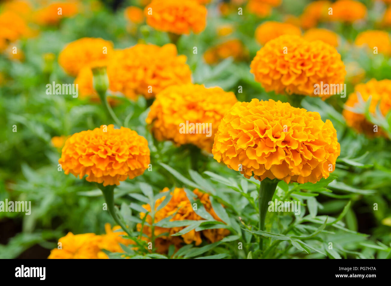 Beautiful orange Marigold flowers Stock Photo - Alamy