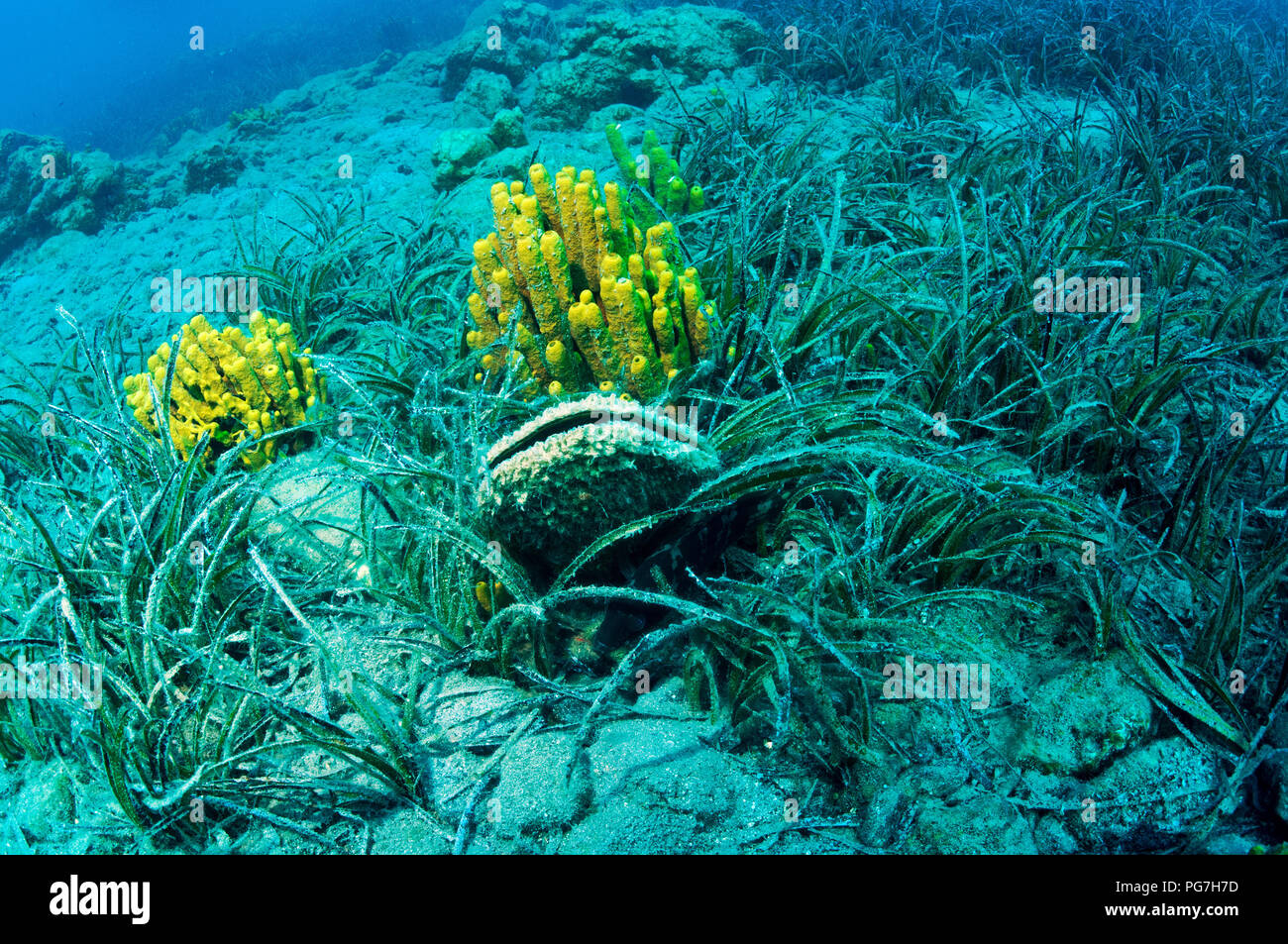 Yellow tube sponge, Aplysina aerophoba, and Pinna nobilis, shell in ...