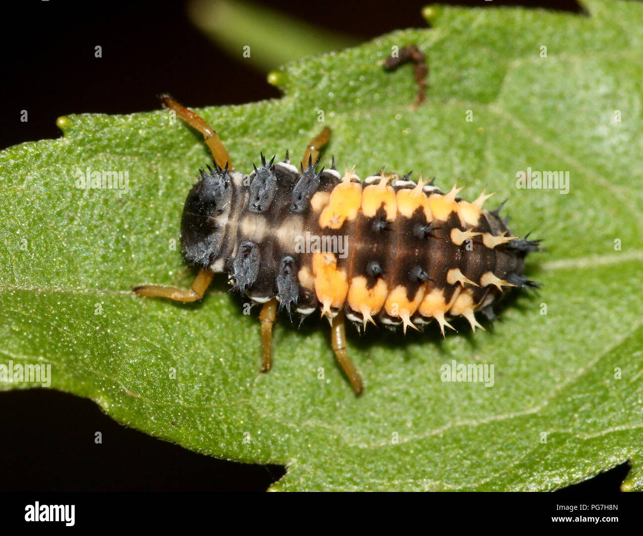 Larval instars hi-res stock photography and images - Alamy
