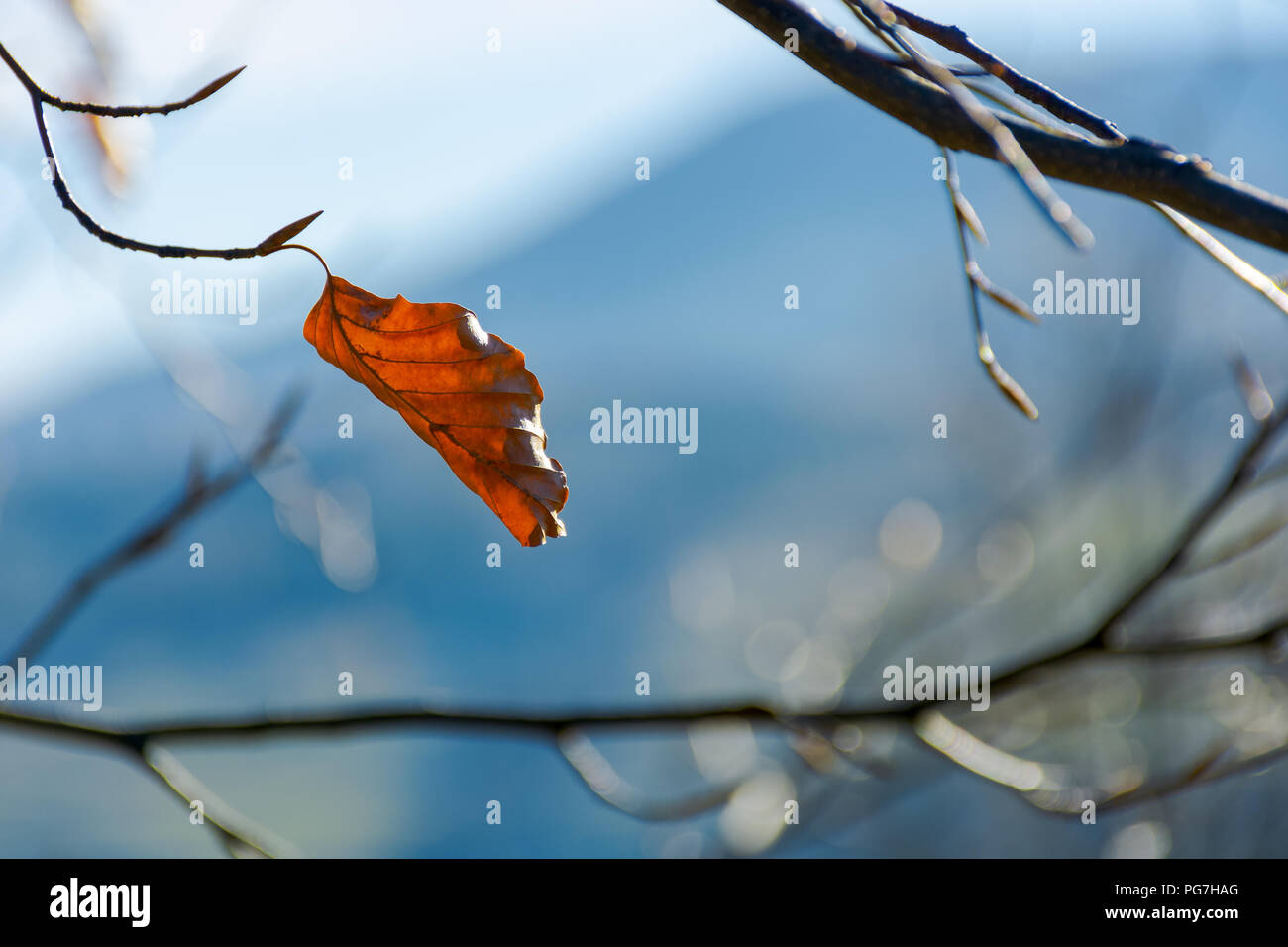 The last leaf hi-res stock photography and images - Alamy